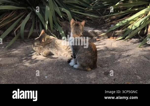 Three cats rest on a sunlit patch of ground surrounded by green plants ...