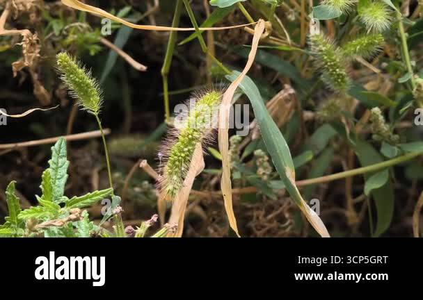 Close-up of green foxtail grass (Setaria viridis) with fuzzy bristles ...