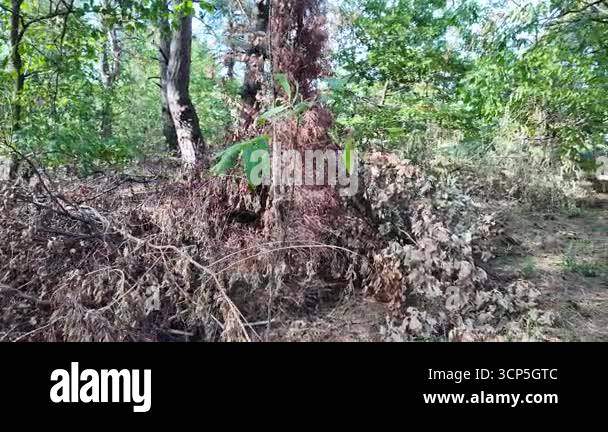 pile of dry branches. trash in the forest. burnt trees. dried trees ...