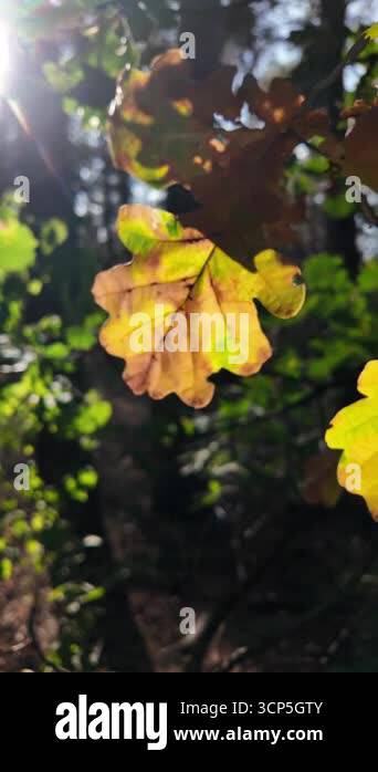 sun and autumn leaves. yellow and green leaves on a branch. Sunbeams ...