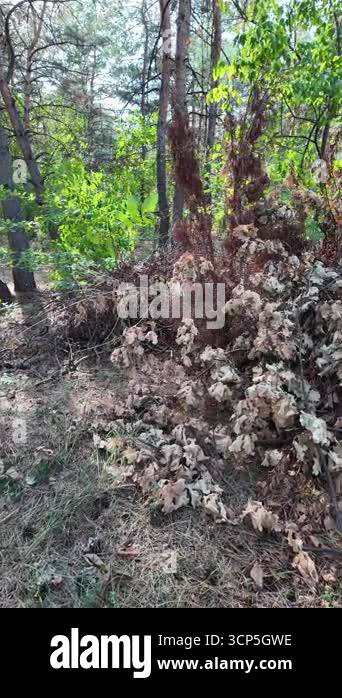 pile of dry branches. trash in the forest. burnt trees. dried trees ...