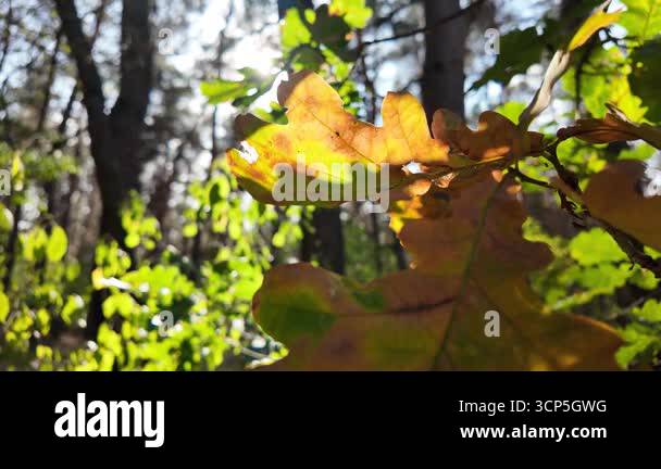 sun and autumn leaves. yellow and green leaves on a branch. Sunbeams ...