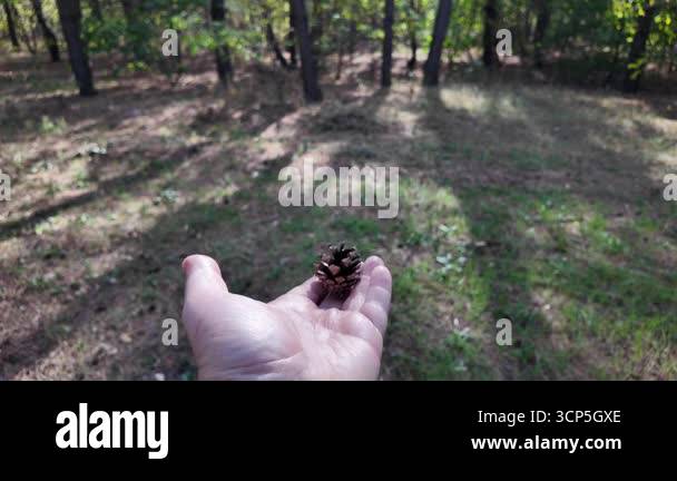 pine cones in hand. man throwing pine cones. slow motion video 4k. Deft ...
