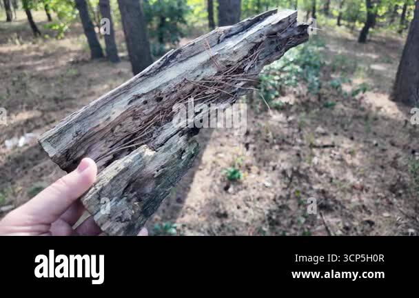 piece of wood in hands. wood spoiled by bugs. bark beetles. Texture of ...