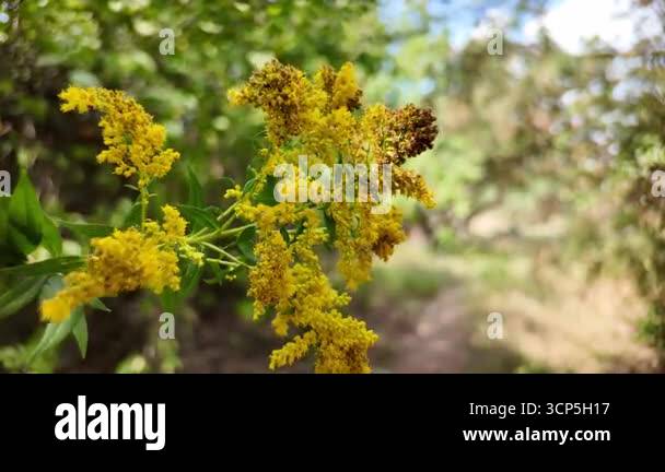 yellow wild flowers. grass blooms with yellow flowers. Solidago ...