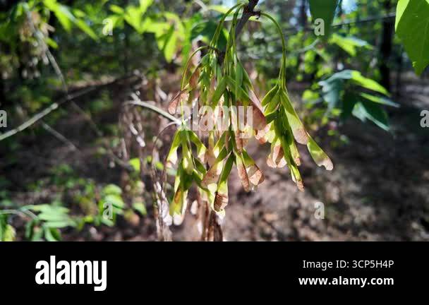 Box Elder tree with red catkins. tree with catkins. Maple seeds in a ...