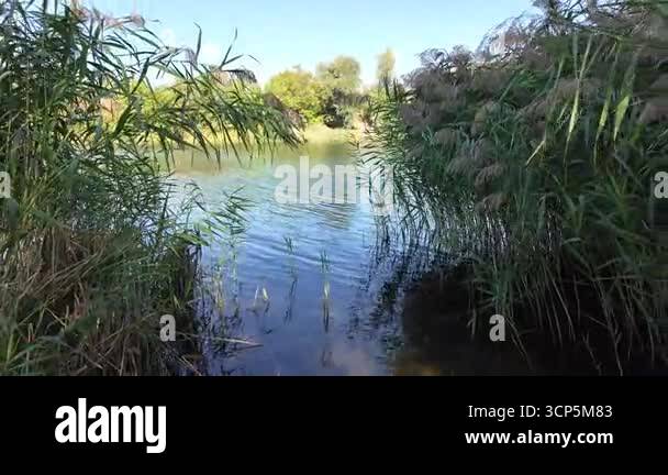 View through tall reeds over a calm body of water, reflecting blue sky ...
