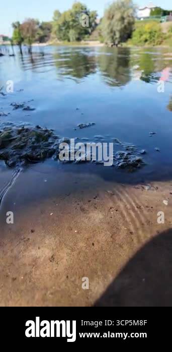 Clear shallow water reveals a sandy bottom with patches of green algae ...