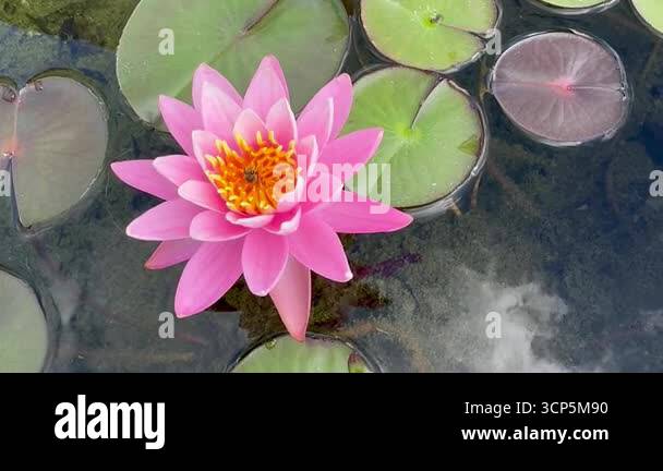 Red water lily a cultivated variety or species of aquatic plant from ...