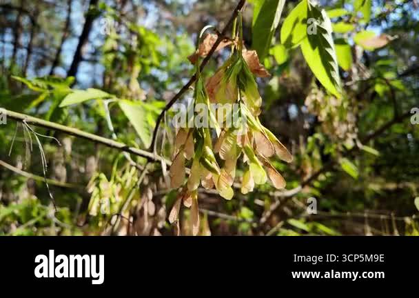 Box Elder tree with red catkins. tree with catkins. Maple seeds in a ...