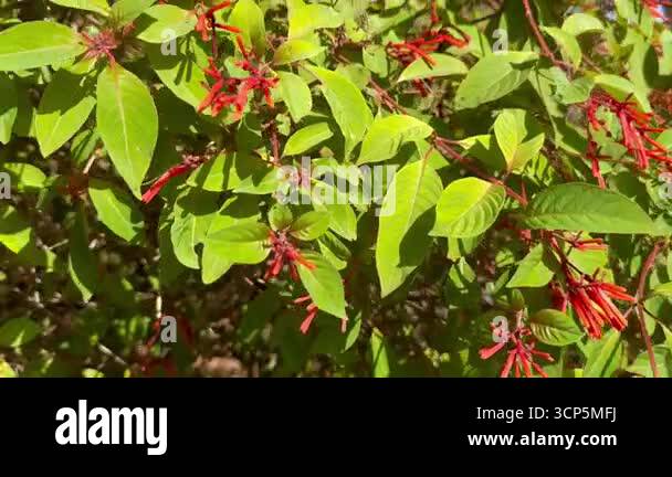 Hamelia patens, also called firebush, scarlet bush, or hummingbird bush ...