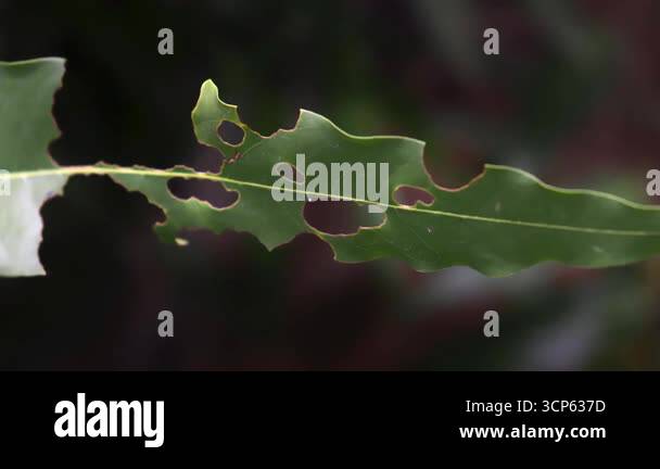A green leaf damaged by pests or insects with holes, creating a ...