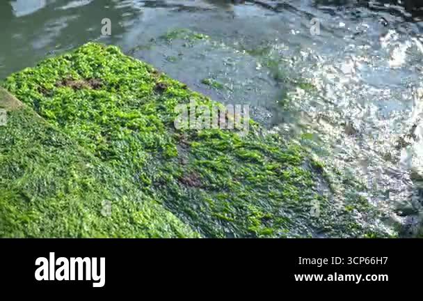 Close-up of green algae and moss growing on wet stone steps wash over ...