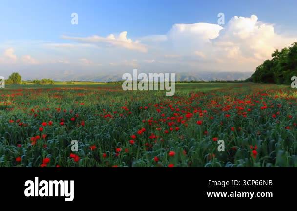 Field of poppies near Almaty with beautiful sky and clouds Stock Video ...