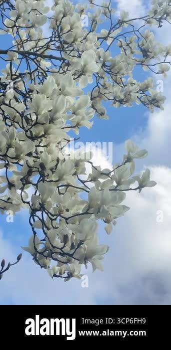 white magnolia flowers in the wind against a blue sky Stock Video ...