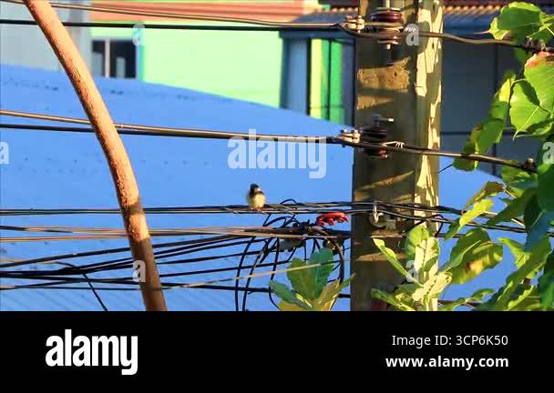 Sparrow sitting on a power line in the morning sunrise in Khon Kaen ...