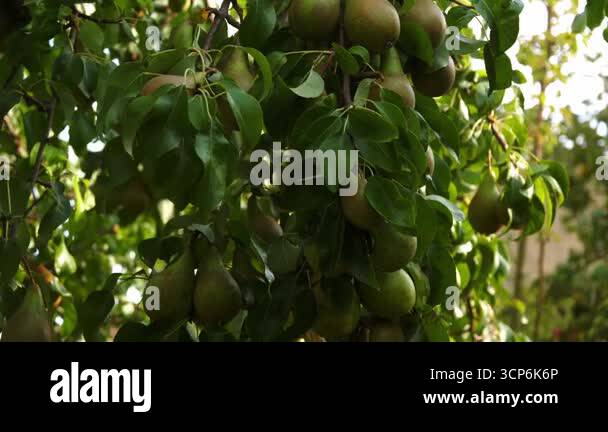 Fresh pears ripe on tree branches orchard medium zoom shot selective ...