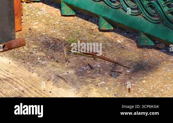 Tropical lizard walking on the ground in Khon Kaen District Khon Kaen ...