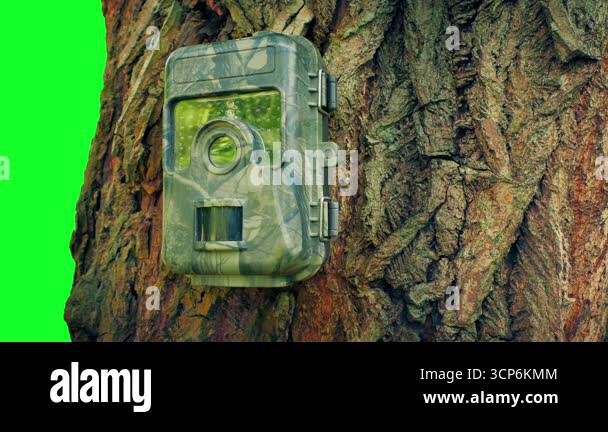 Trail Cam On Tree Isolated Green Screen 2 Shots Stock Video Footage - Alamy