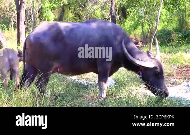 Horned water buffalo with baby in tropical nature on field eating grass ...