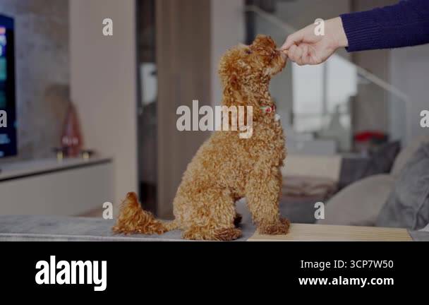 A brown poodle stands alert on a wooden table in a stylish ...