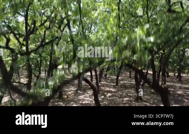 A drone crashes in dense forest in Greece after hitting a tree branch ...