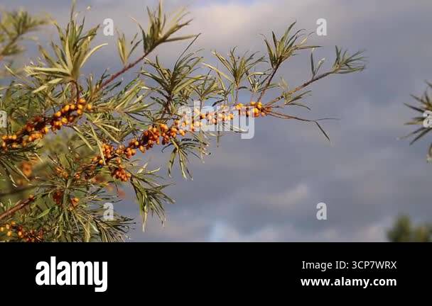 Sea buckthorn berries ripen on branches, close-up. Cluster of bright ...