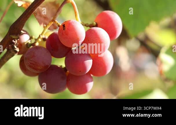 Grapes of the Lydia variety. Close-up of bunches of grapes ripening in ...