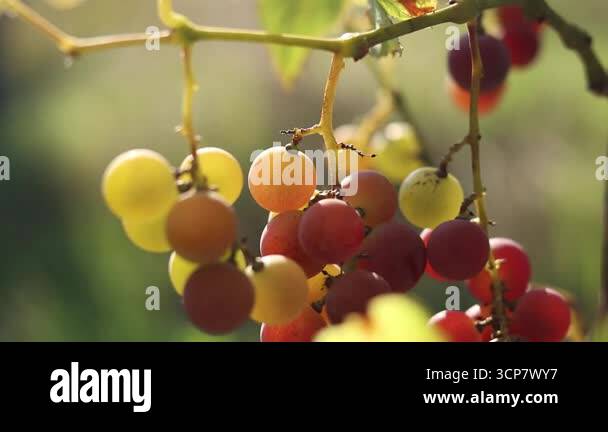 Grapes of the Lydia variety. Close-up of bunches of grapes ripening in ...