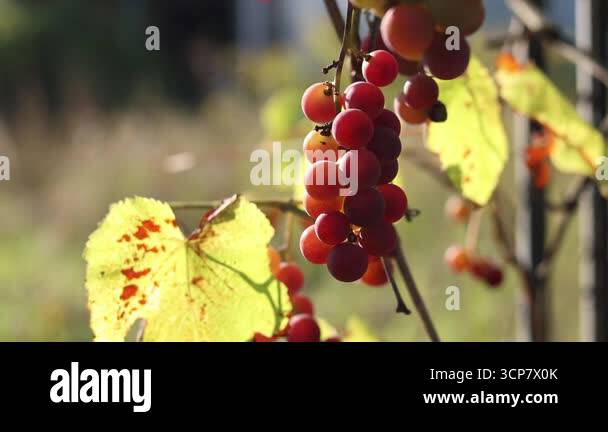 Grapes of the Lydia variety. Close-up of bunches of grapes ripening in ...