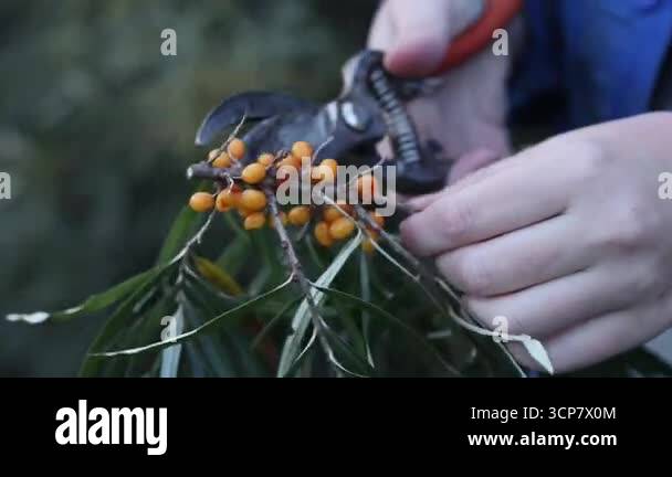 Sea buckthorn berries harvest, close-up. A woman cuts excess leaves ...