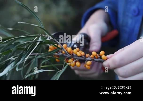Sea buckthorn berries harvest, close-up. A woman cuts excess leaves ...