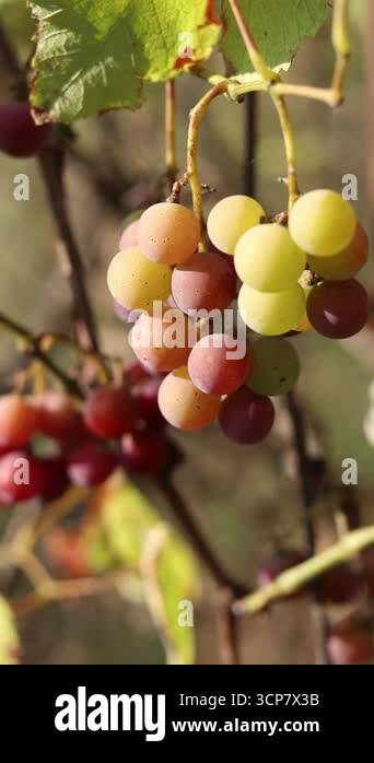 Grapes of the Lydia variety. Close-up of bunches of grapes ripening in ...