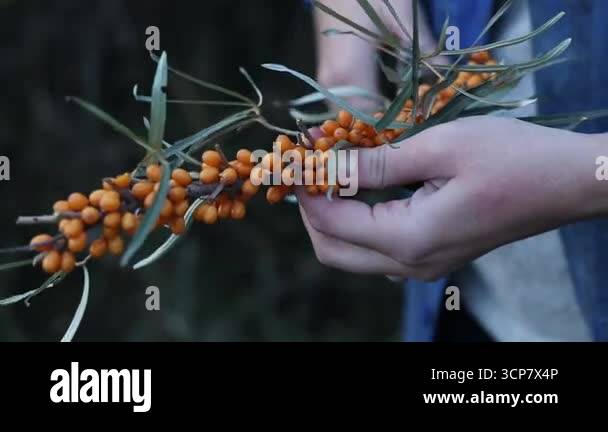 Sea buckthorn berries harvest, close-up. A woman cuts excess leaves ...