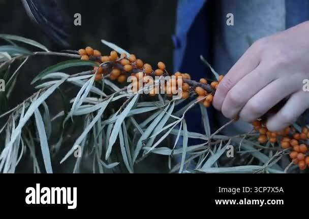 Sea buckthorn berries harvest, close-up. A woman cuts excess leaves ...