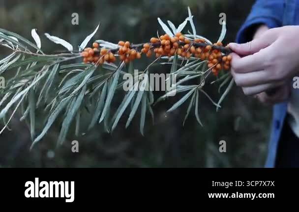 Sea buckthorn berries harvest, close-up. A woman cuts excess leaves ...