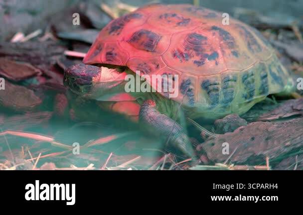 Portrait of turtle at the zoo. Big tortoise animal close up. Reptile in ...