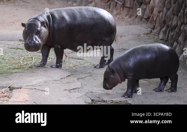 Mommy coaching her girl to graze, footage of the sensational Pygmy ...