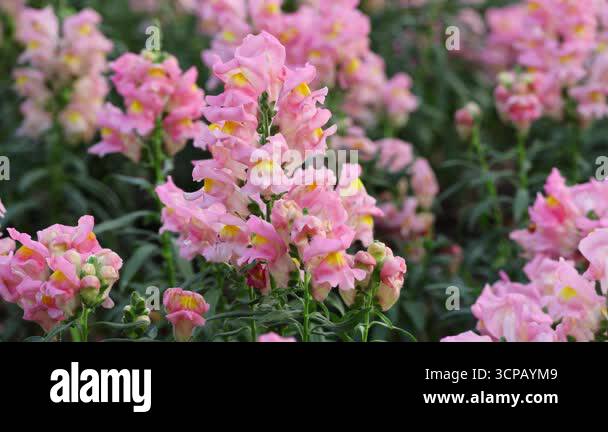 Bunches of Pastel Pink Blooming Snapdragon (Antirrhinum Majus) with ...