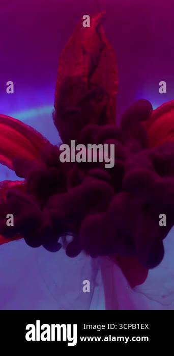 Vertical video. Dye splash. Art nature. Purple spray puff shot in red ...