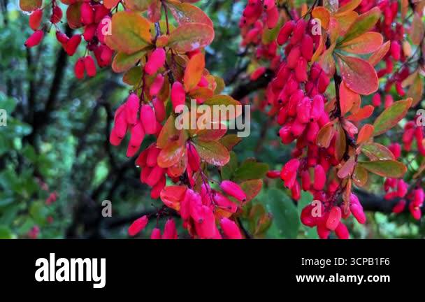Crimson berries Stock Videos & Footage - HD and 4K Video Clips - Alamy