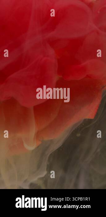 Vertical video. Floral ink. Blossom paint. Defocused red color rose ...