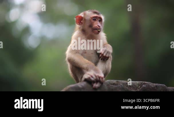 Close-up footage of a monkey chewing on a leaf while sitting on a rock ...