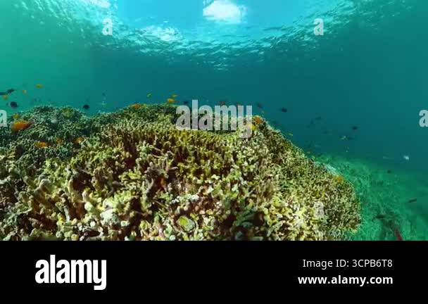 Diving and snorkeling scene. Colorful tropical fish and coral reef ...