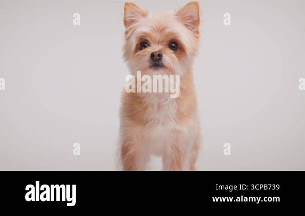 beautiful little Pomeranian spitz puppy sticking out tongue and licking ...