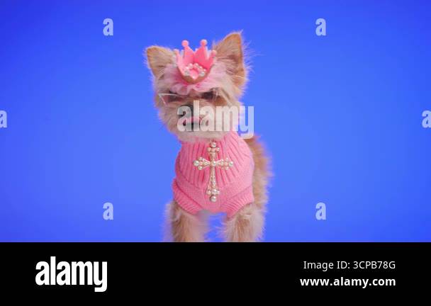 sweet little Pomeranian spitz doggy princess in pink knitted sweater ...