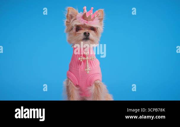 project video of beautiful little Pomeranian spitz puppy wearing pink ...