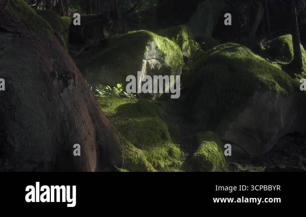 Green moss growing on the rocks in the temperate rainforest. Slow motion Stock Video Footage - Alamy