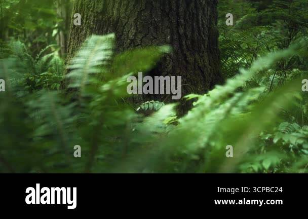 Fern bushes growing around douglas fir tree in the temperate rainforest ...