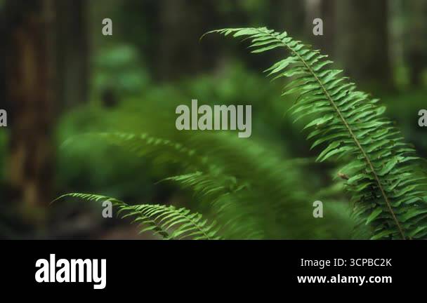 Ferns in temperate forest Stock Videos & Footage - HD and 4K Video ...
